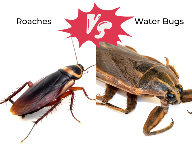 Differences Between Water Bugs and Roaches - Integrated Pest Management ... Differences Between Water Bugs and Roaches - Integrated Pest Management ...