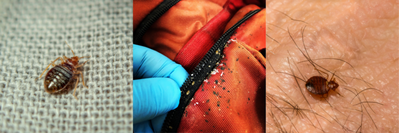 National Bed Bugs Awareness Week: What You Need to Know - Integrated ...