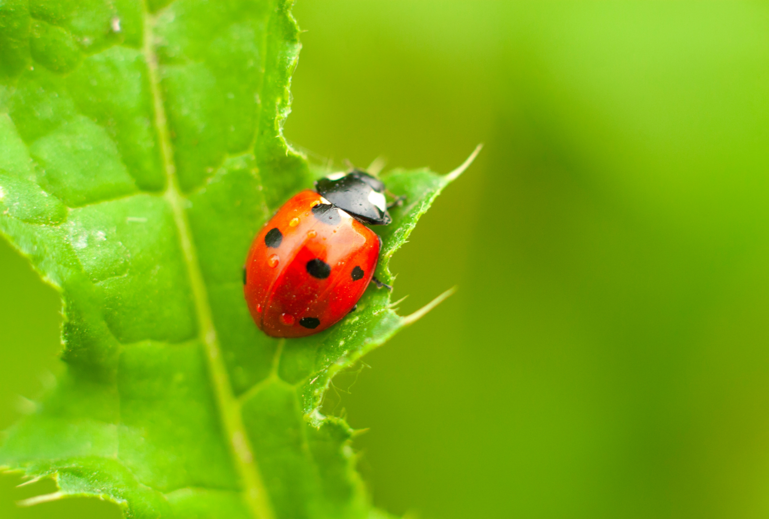 Why Are There Ladybugs in My House? - Integrated Pest Management Services